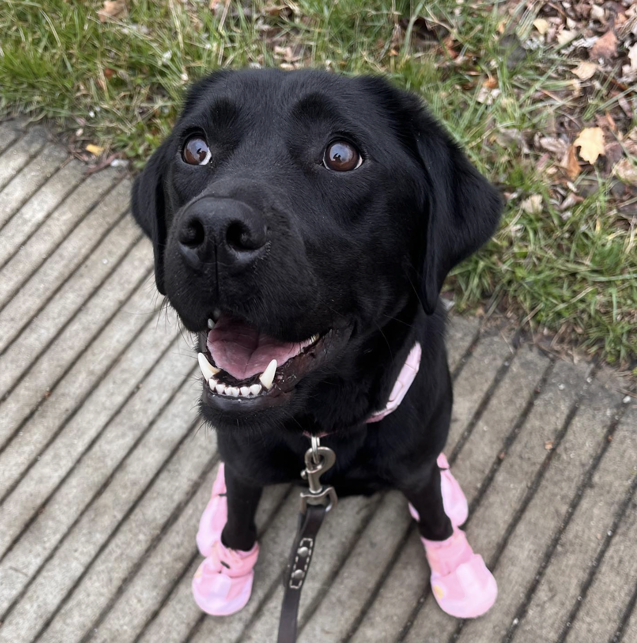 Freedom K9 Project Matches Dogs with Sexual Abuse Survivors