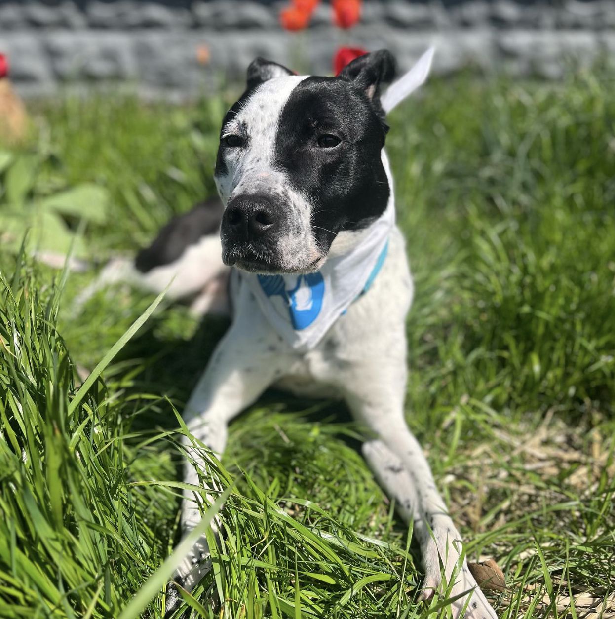 Freedom K9 Project Matches Dogs with Sexual Abuse Survivors